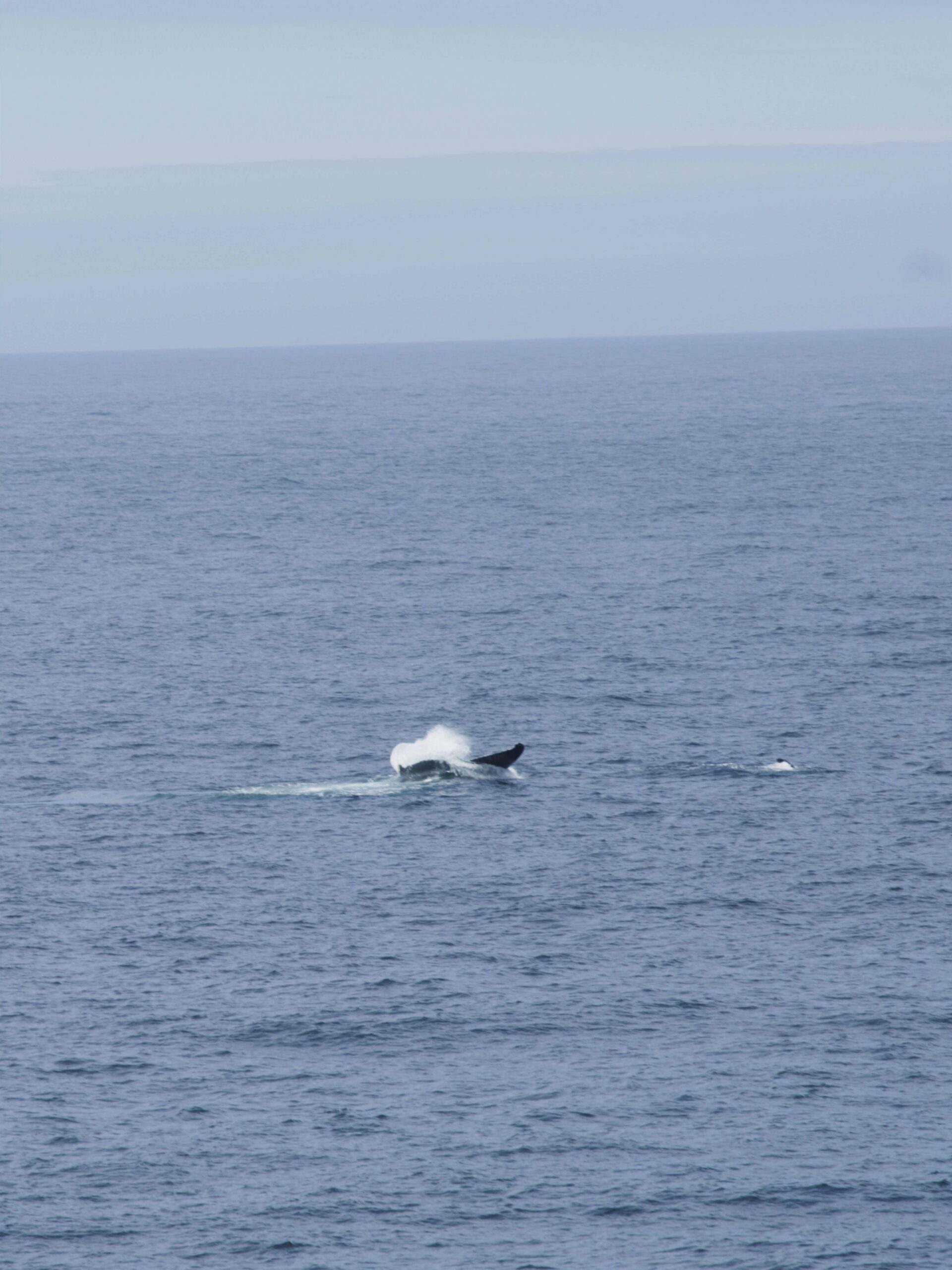 25 Gray Whales Have Washed Up On Washington Coastline – The Watchdog